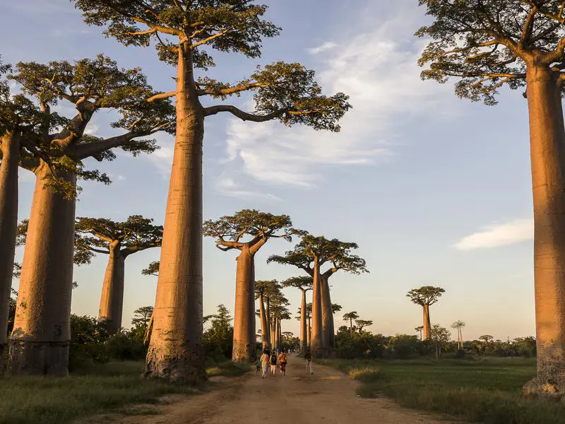 Avenue of the Baobabs - Go Africa