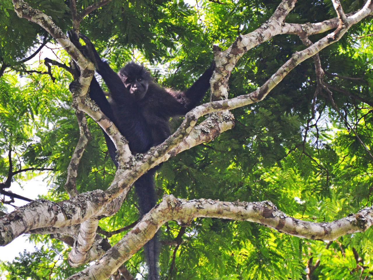 Bugoma Central Forest Reserve - Go Africa