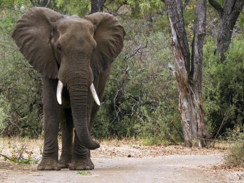 Maputo Elephant Reserve - Go Africa