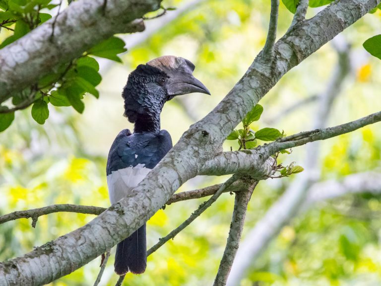Bugoma Central Forest Reserve - Go Africa