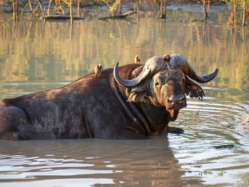 Pongola Game Reserve - Go Africa