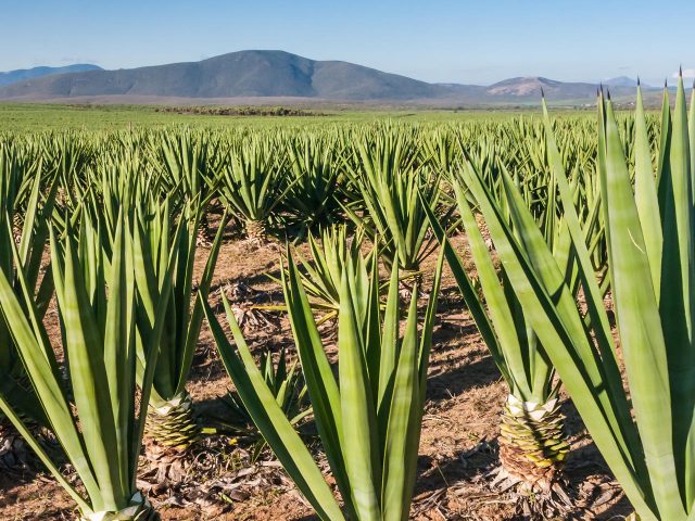 Tolanaro (Fort Dauphin) - Go Africa